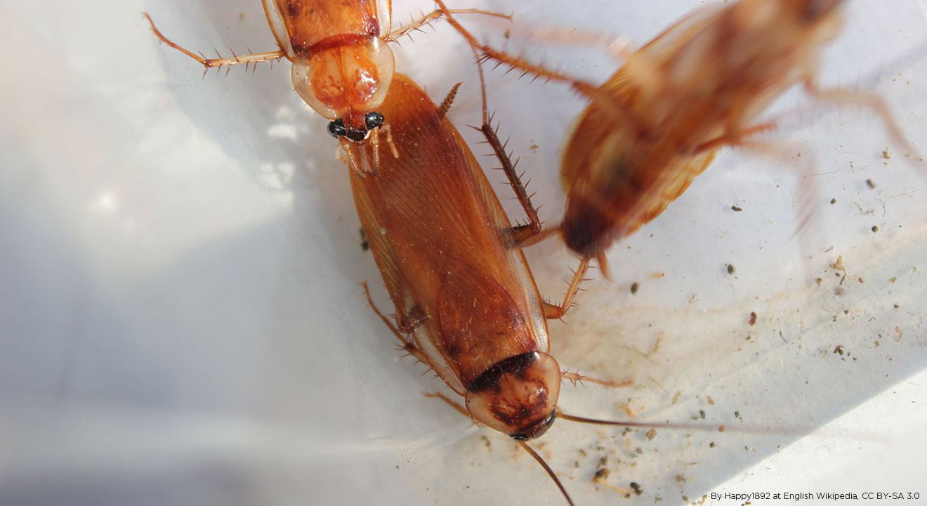 Dealing with Turkestan Cockroaches? You’re not alone. – Rio Linda News